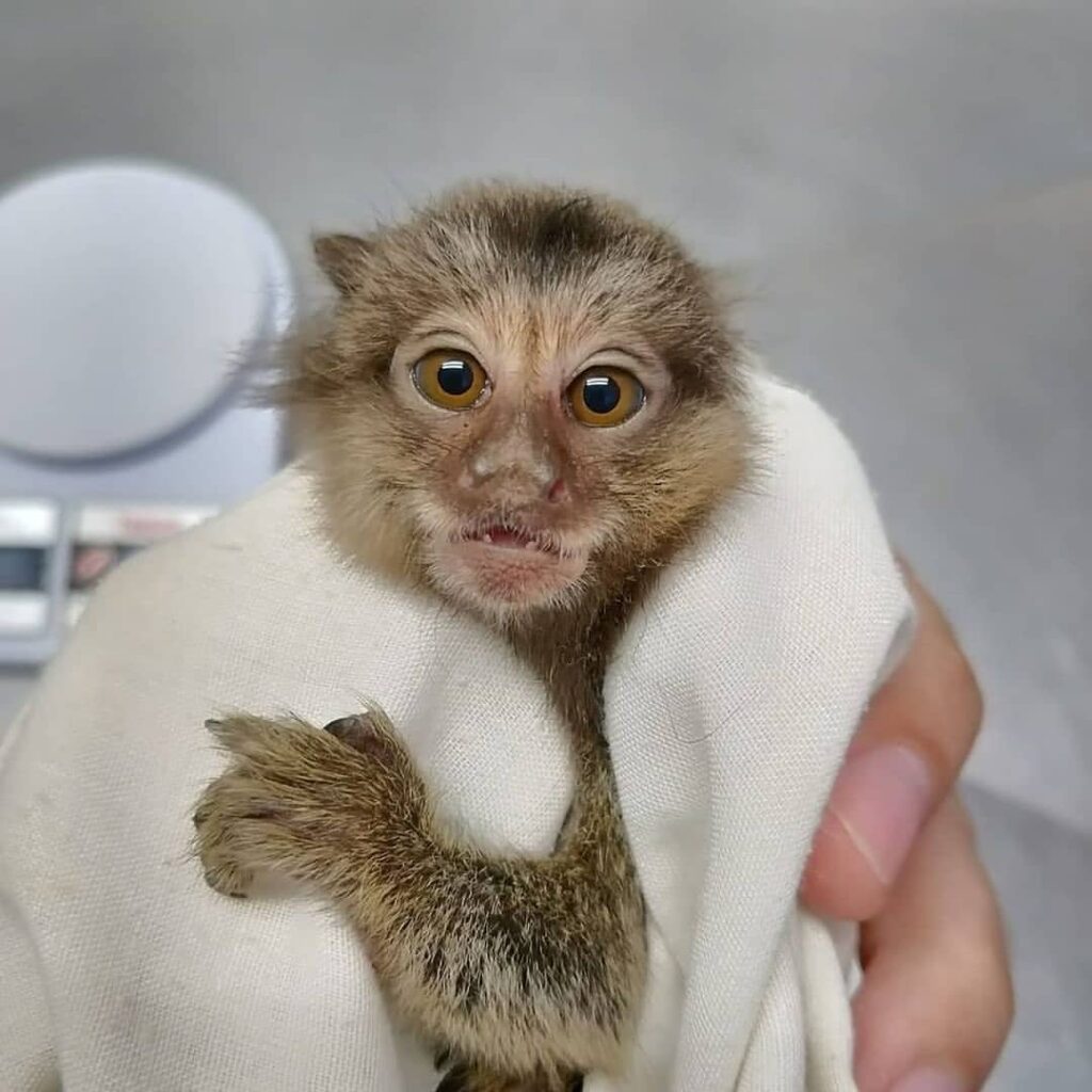 Buy Pygmy Marmoset | Marmoset Haven
