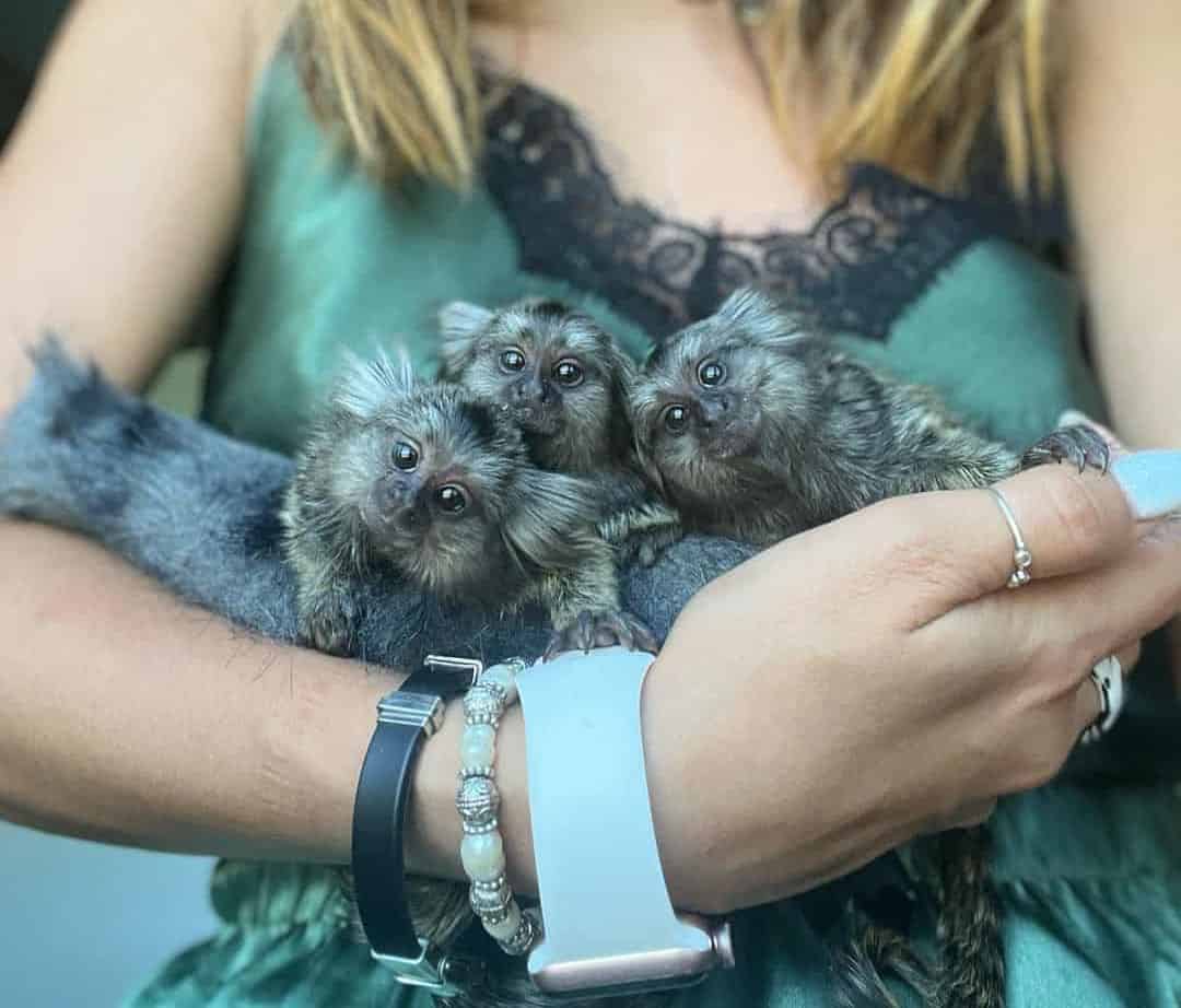 Finger Monkeys for Sale: Find Your Perfect Companion | Marmoset Haven